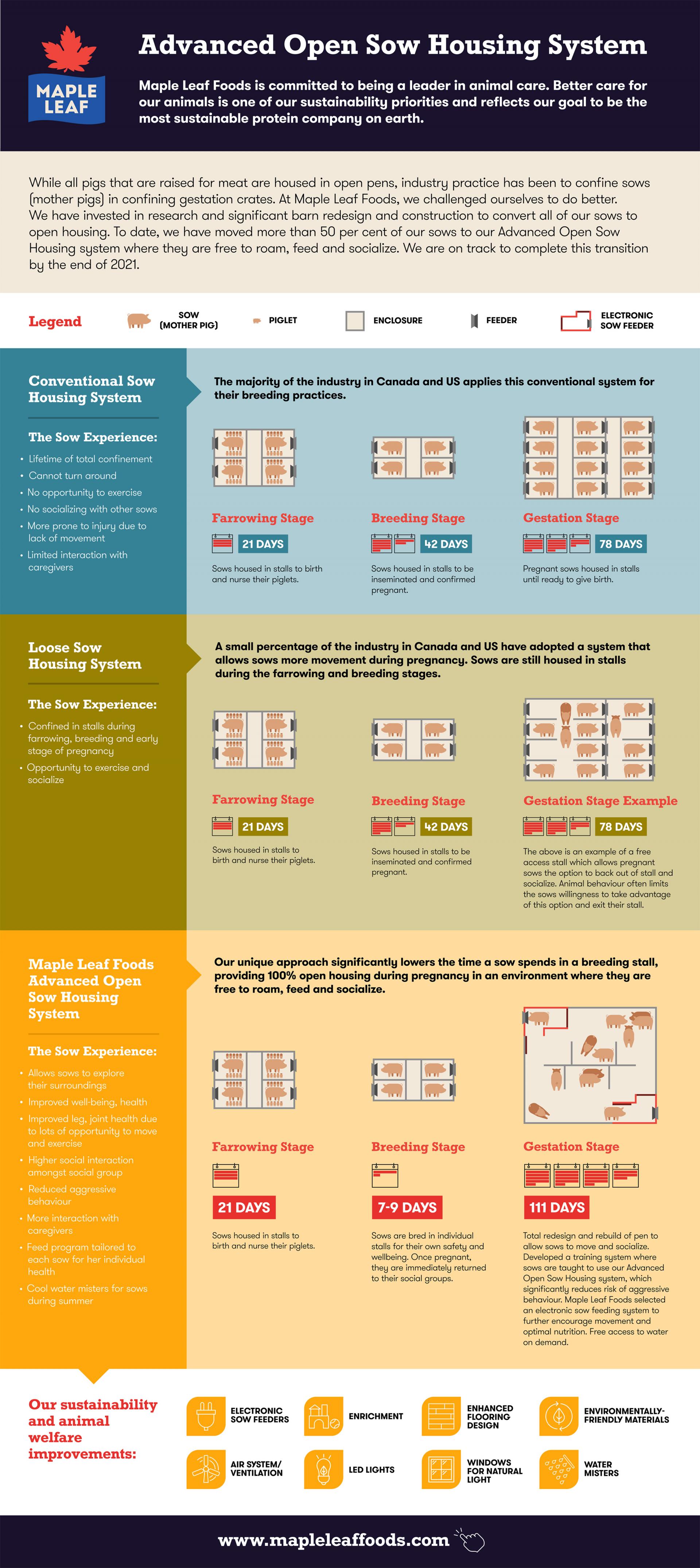 Infographic: Advanced Open Sow Housing System | News
