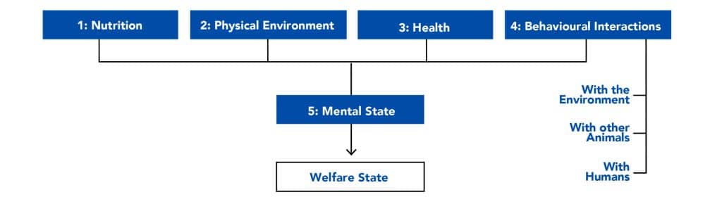 Animal welfare and standards | Maple Leaf Foods