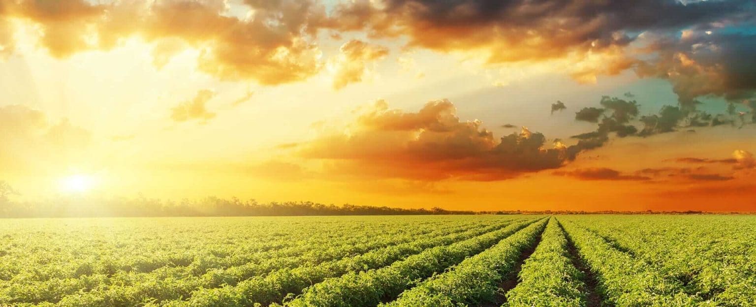 Welcome to Maple Leaf Foods | We Raise the Good in Food